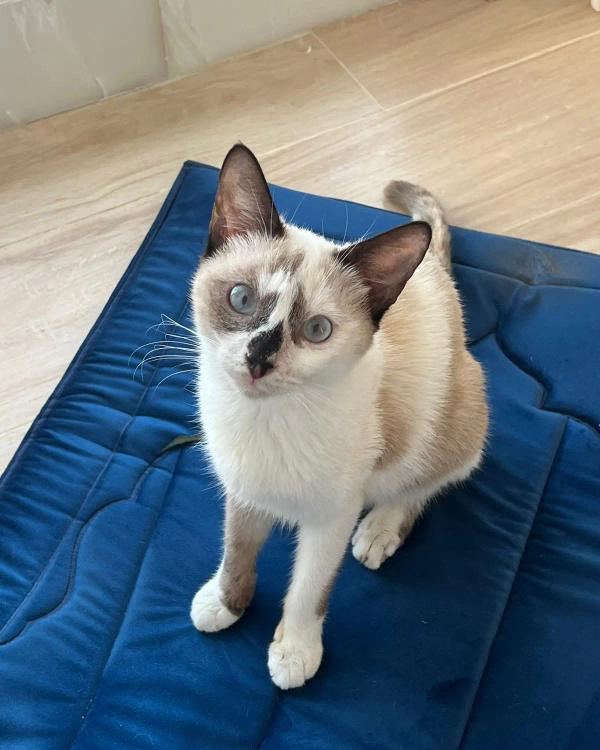 Adopting a Cat in the UAE - Where My Paws At