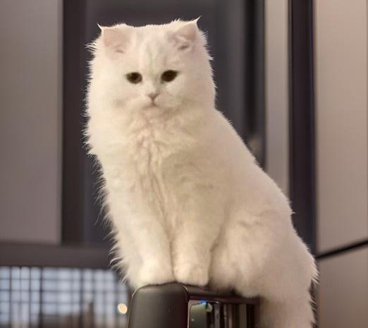 Adopting a Cat in the UAE - Where My Paws At