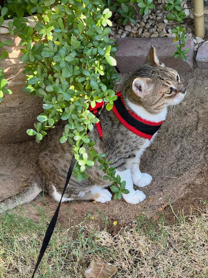 Adopting a Cat in the UAE - Where My Paws At