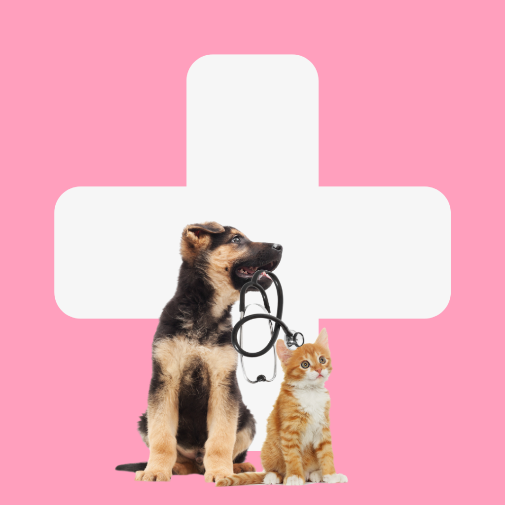 Emergency Veterinary Clinics Dubai - Where My Paws At
