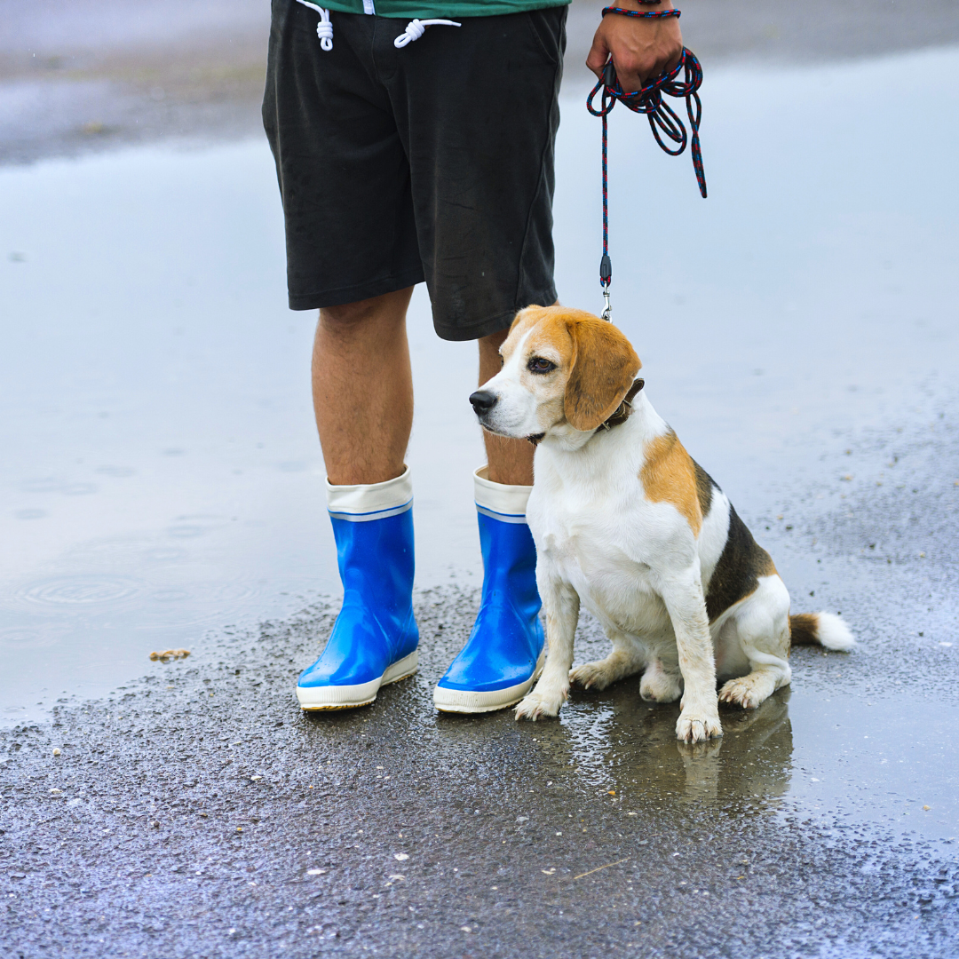 Pet Care During Storms - Where My Paws At