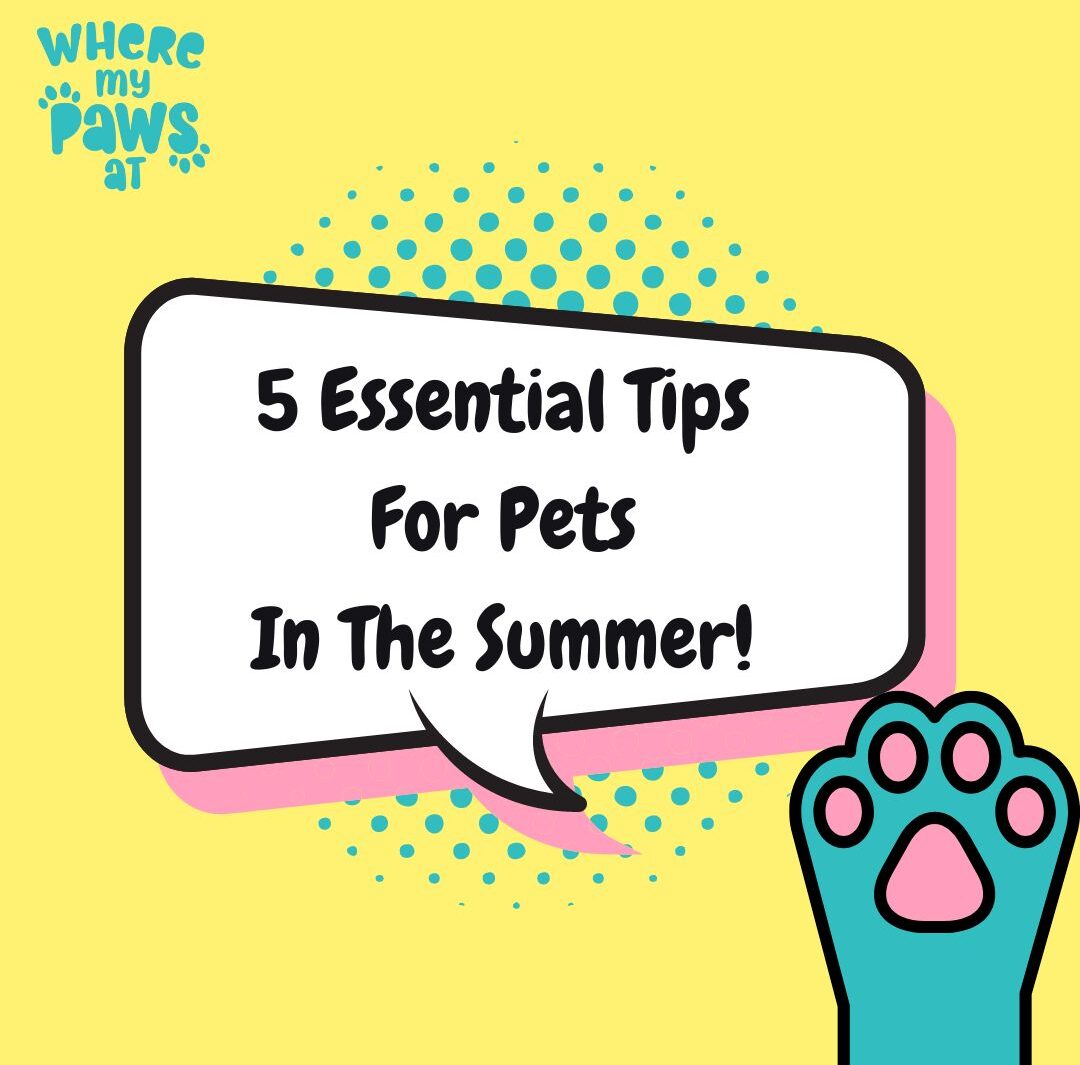 5 Essential Tips For Pets in the Summer - Where My Paws At