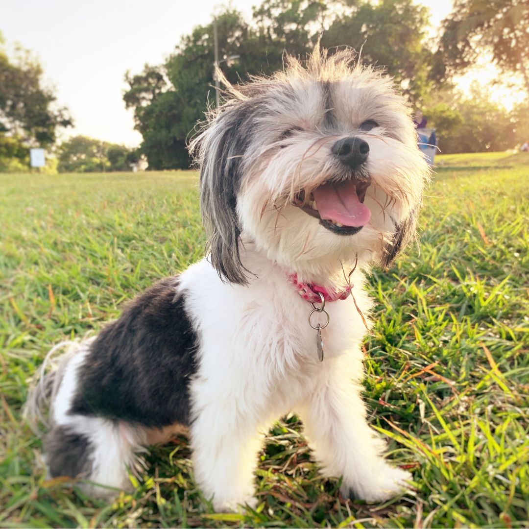 5 Essential Tips For Pets in the Summer - Where My Paws At