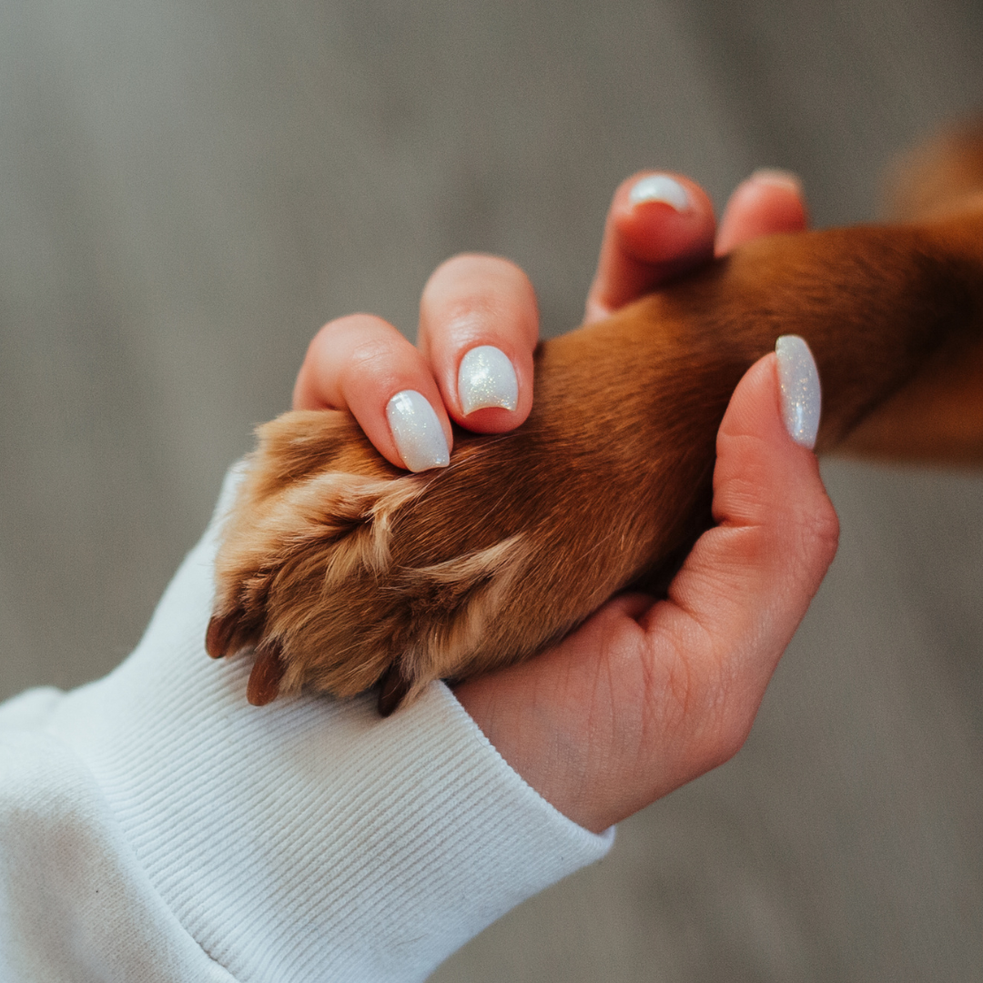 Pet Community and Keeping Pets Safe - Where My Paws At